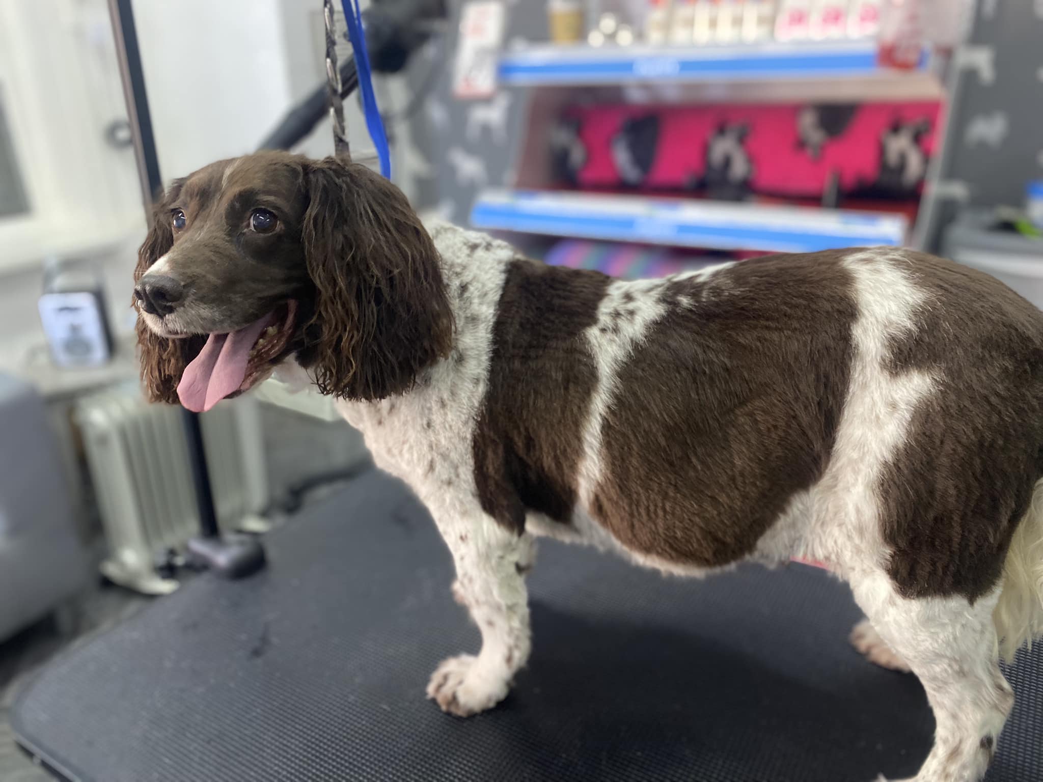 Dog Grooming Fulwood | Bathe & Bark Grooming | 07598 635921