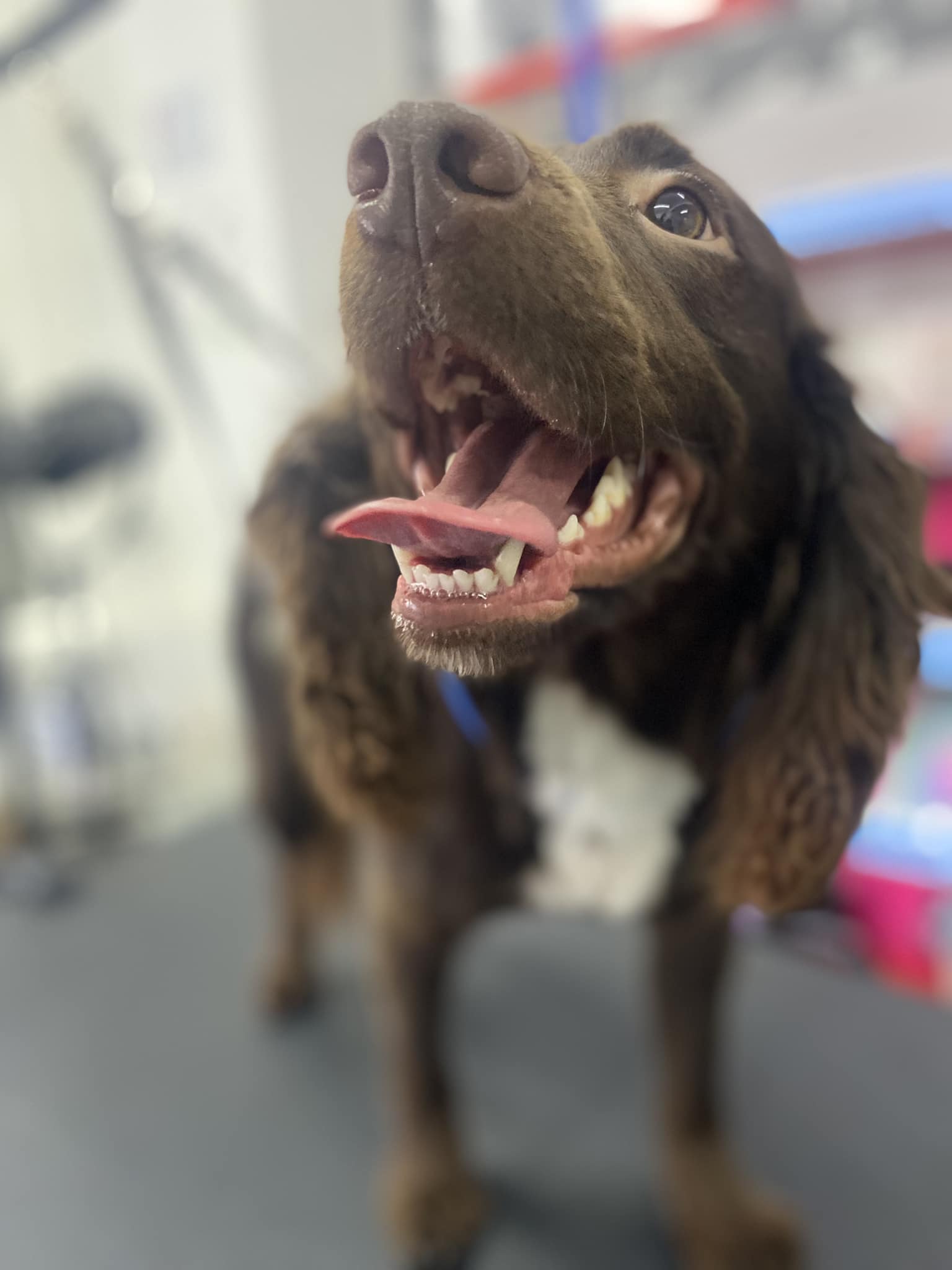 Dog Grooming Walton-le-Dale | Bathe & Bark Grooming | Call Now