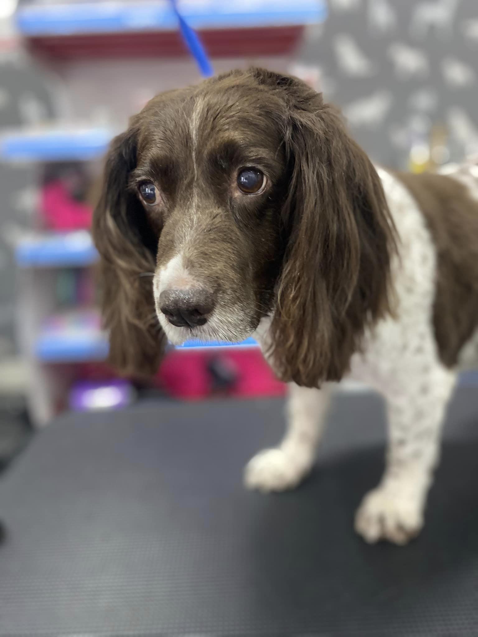 Local Dog Groomer Preston | Bathe & Bark Grooming | Call Now