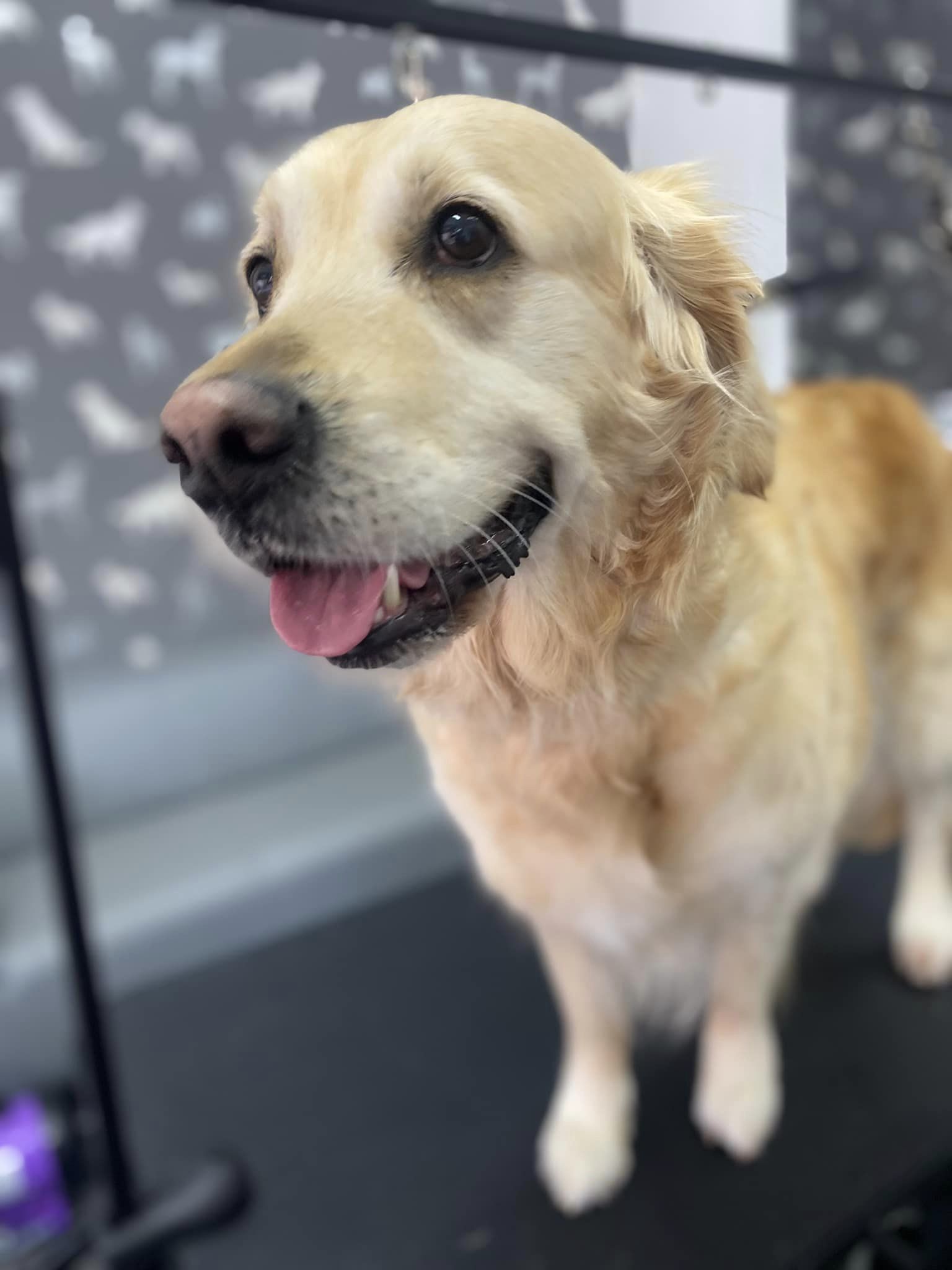 Dog Groom Ashton on Ribble | Bathe & Bark Grooming | Call Now