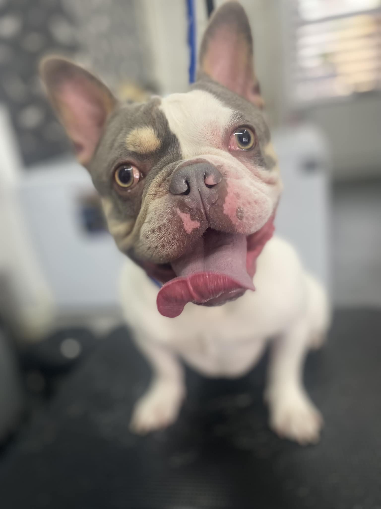 Lostock Hall Dog Groomer | Bathe & Bark Grooming | Book Now