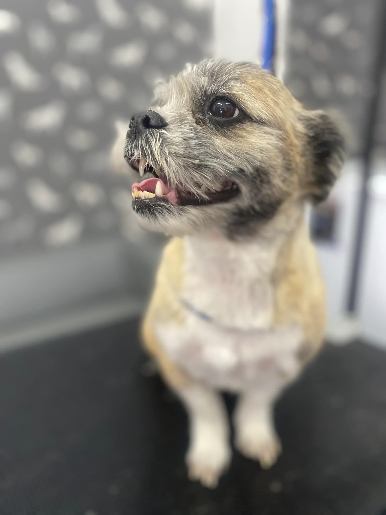 Dog Groomer Blackpool | Bathe & Bark Grooming | 07598 635921