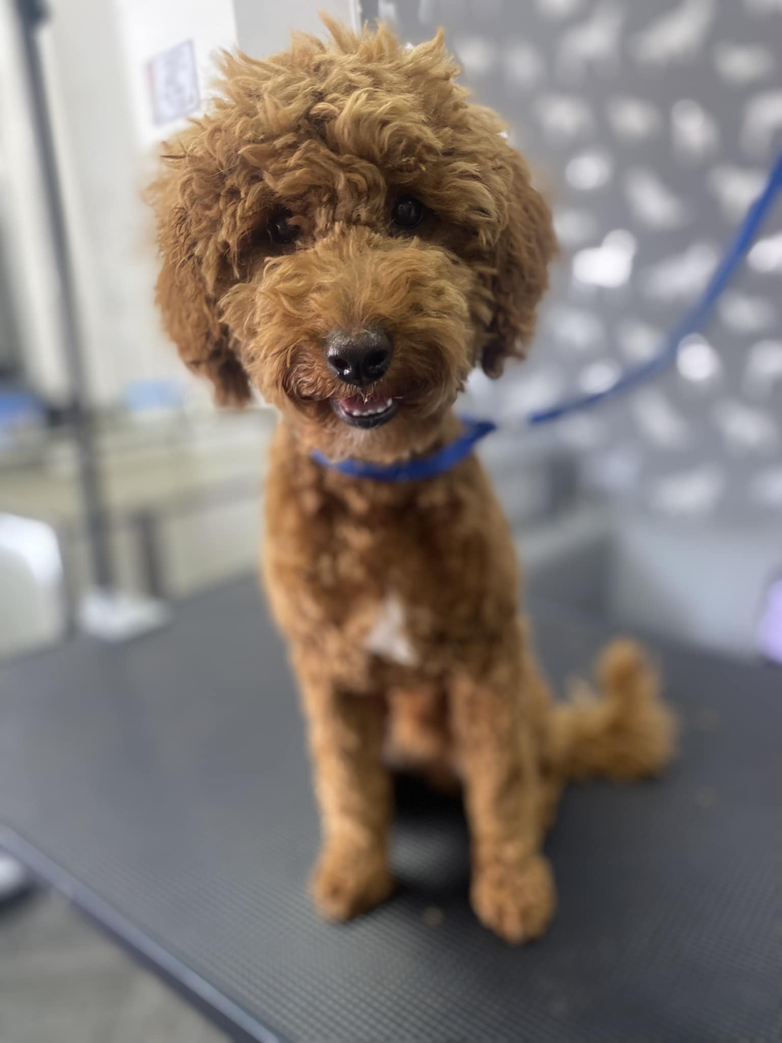 Dog Clipping Ashton on Ribble | Bathe & Bark Grooming | Call Now