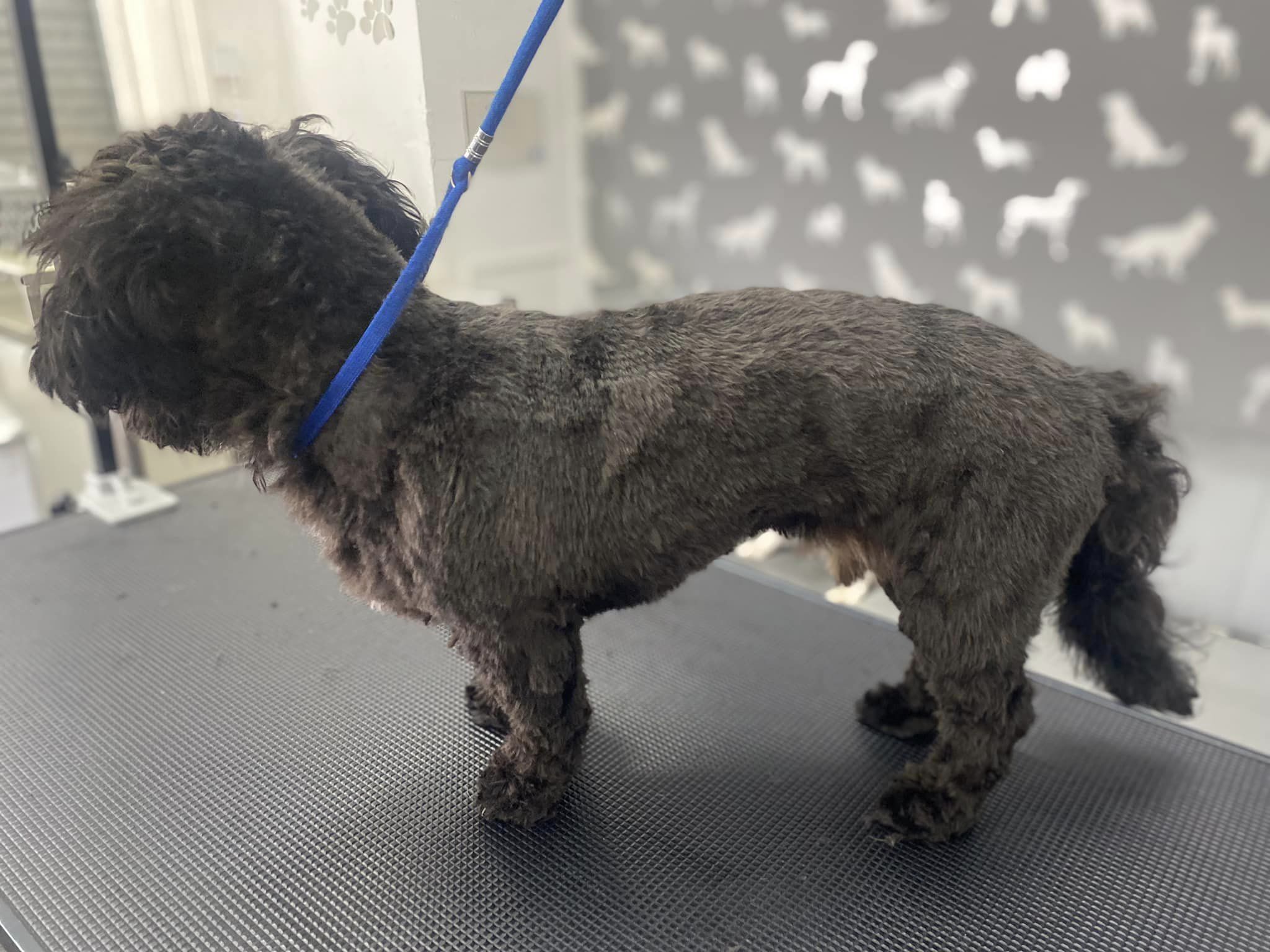 Dog Groomer Longridge | Bathe & Bark Grooming | 07598635921