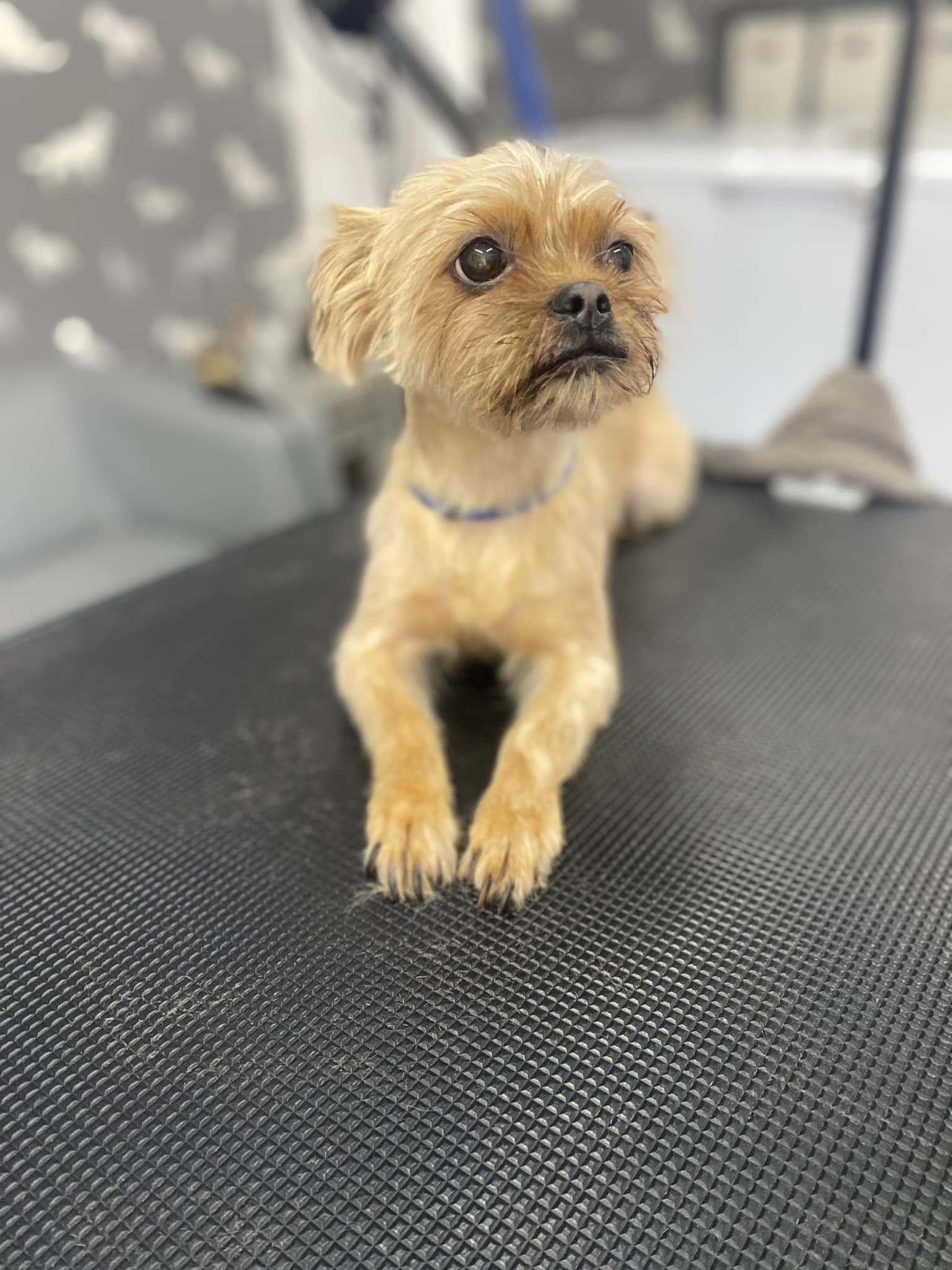 Dog Groomer Catterall | Bathe & Bark Grooming | 07598635921