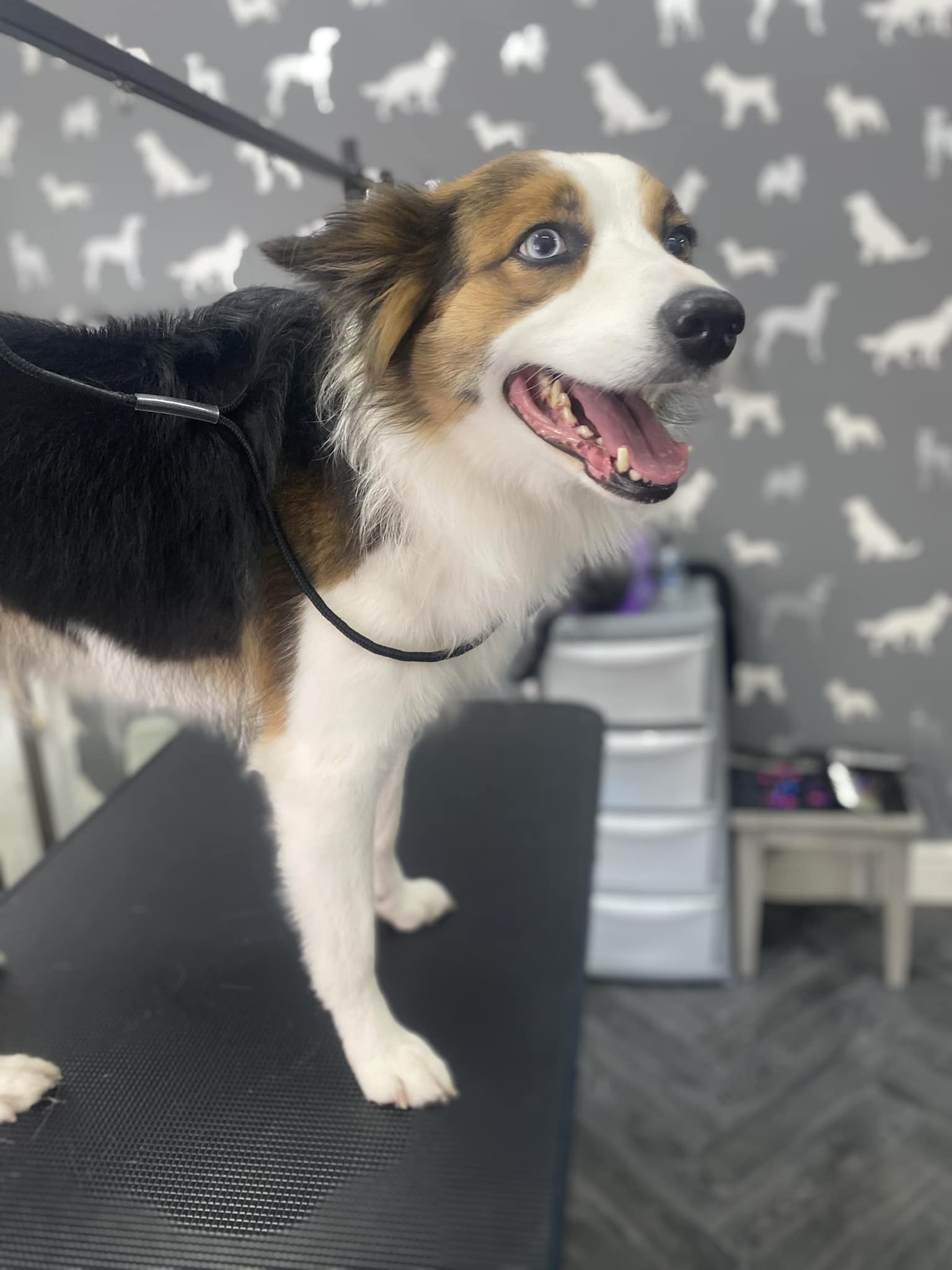 Dog Groomers Penwortham | Bathe & Bark Grooming | Call Now