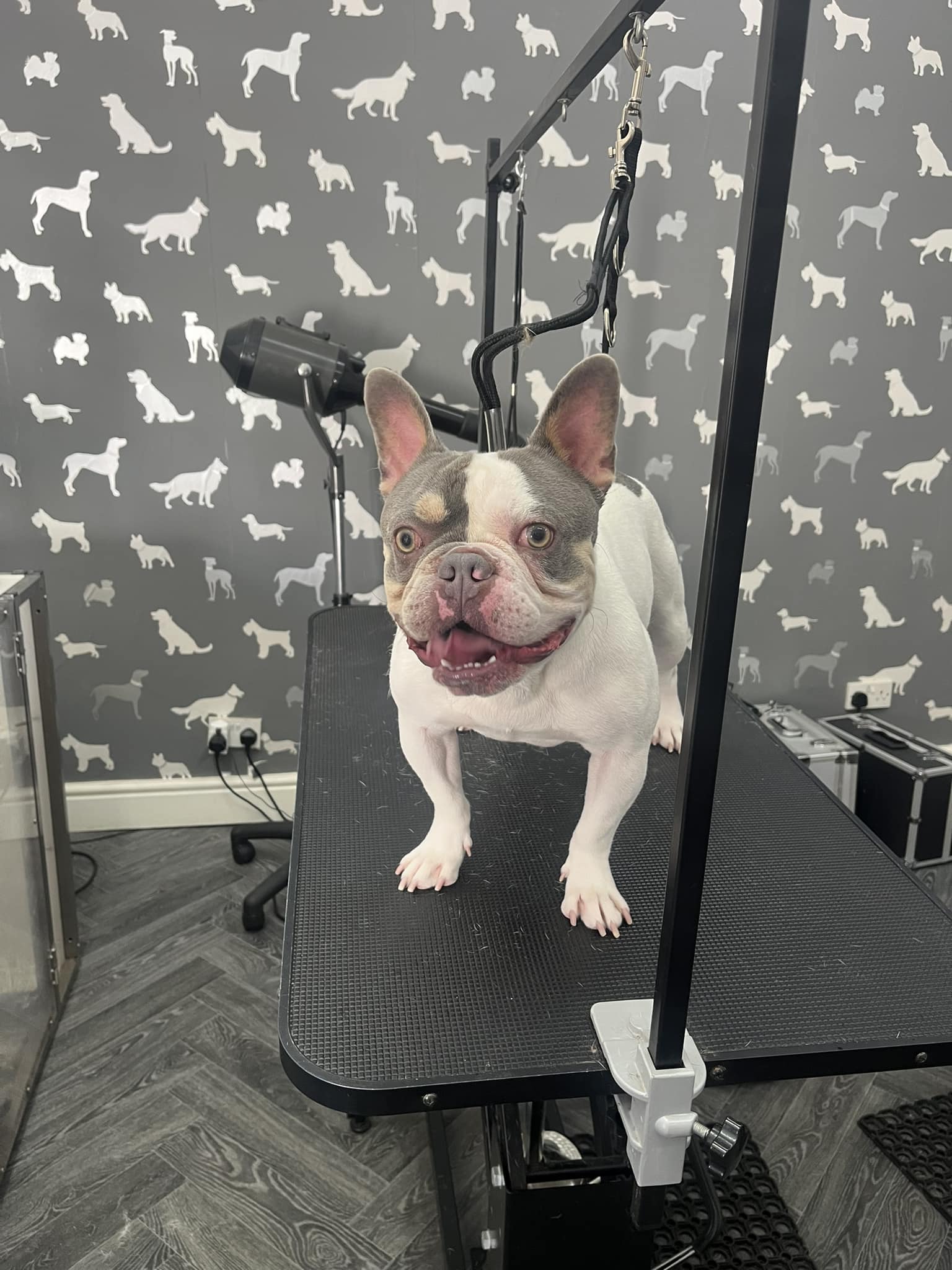 Dog Grooming Catterall | Bathe & Bark Grooming | 07598735921