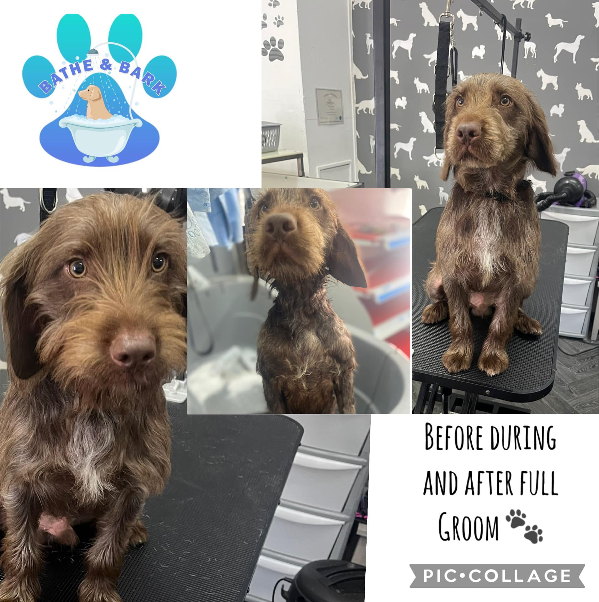 Dog Grooming Kirkham | Bathe & Bark Grooming | Book Now