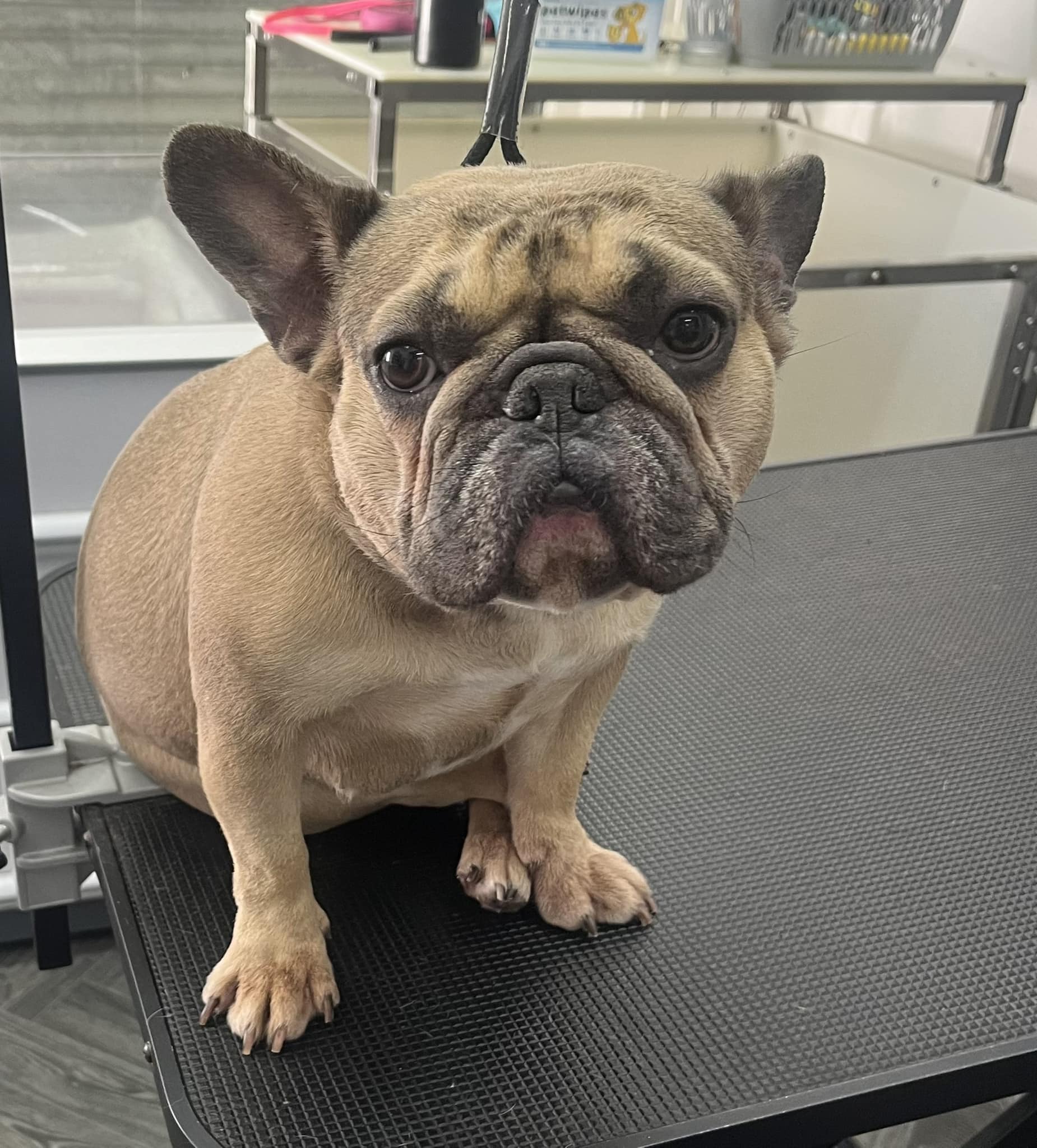 Grooming Services Burscough | Bathe & Bark Grooming | Call Us