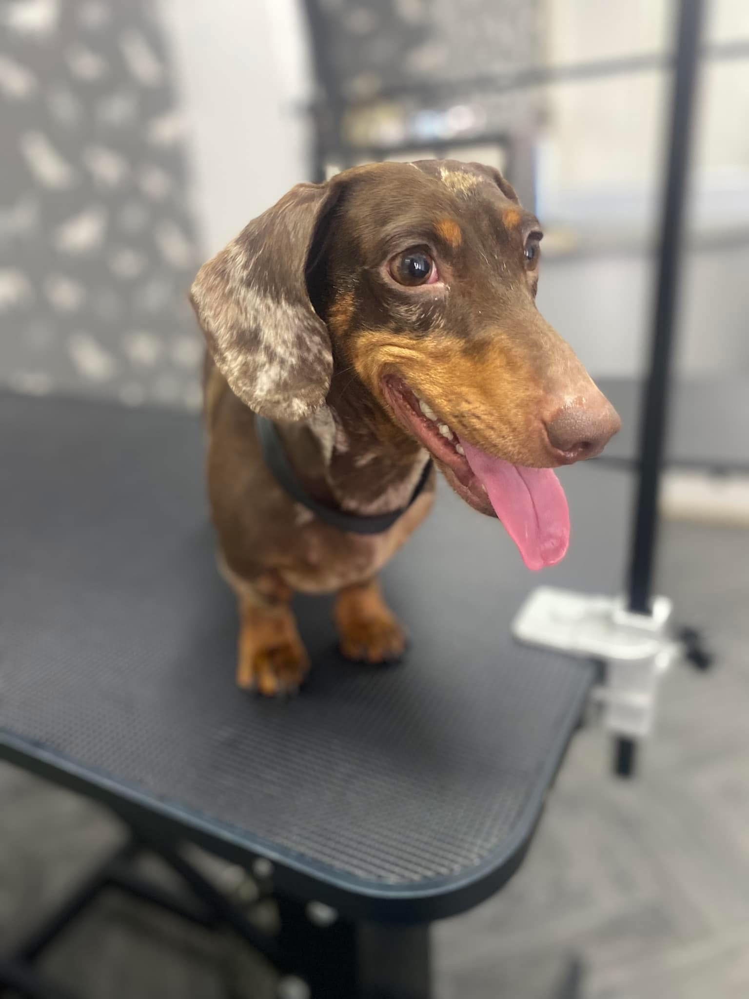 Blackpool Dog Groomer | Bathe & Bark Grooming | 07598635921